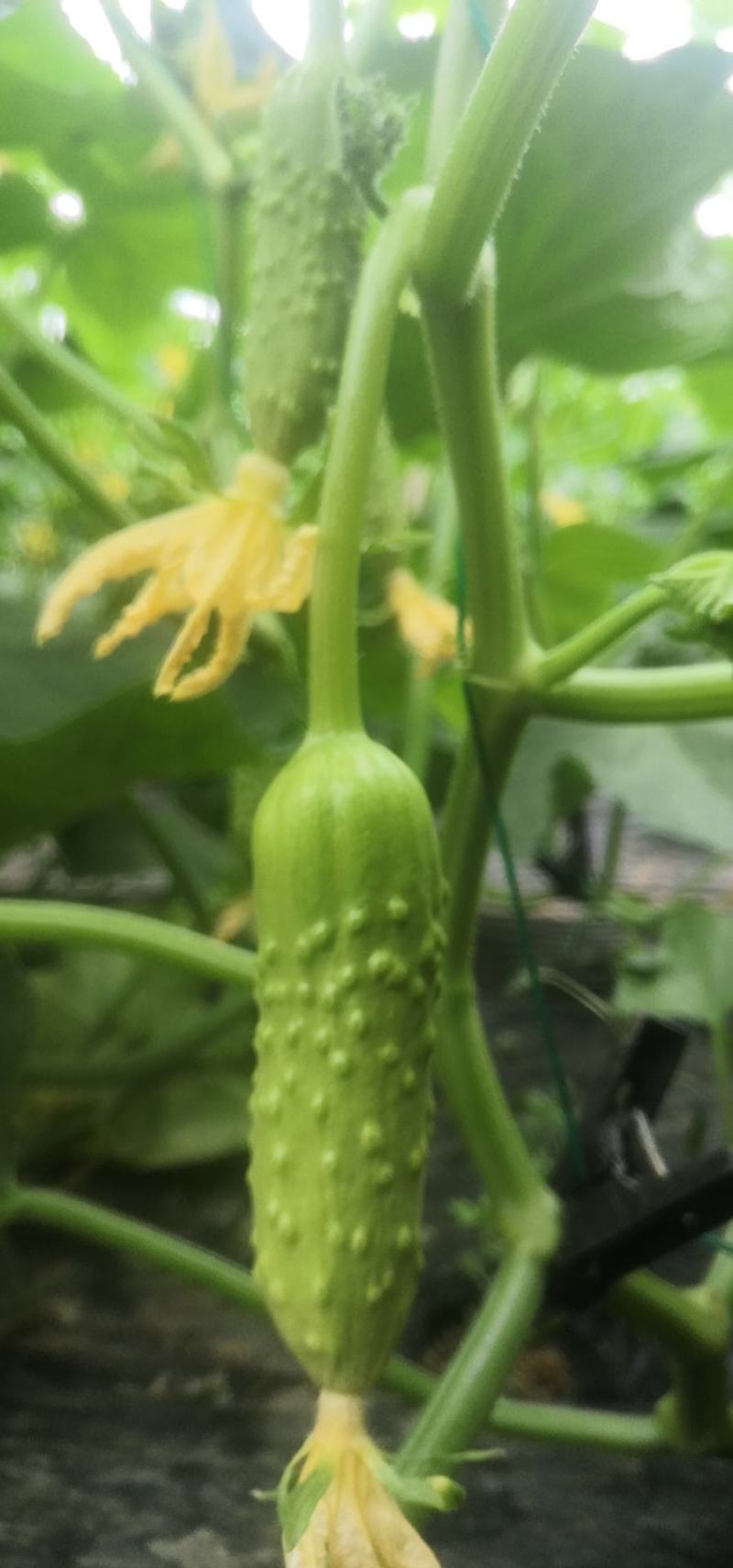 cucumber (cucumber-aprl1) - Roboflow Universe