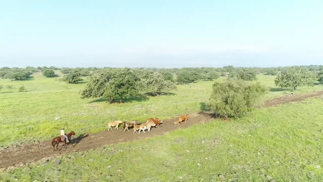 Cow Object Detection Dataset By Object Detection