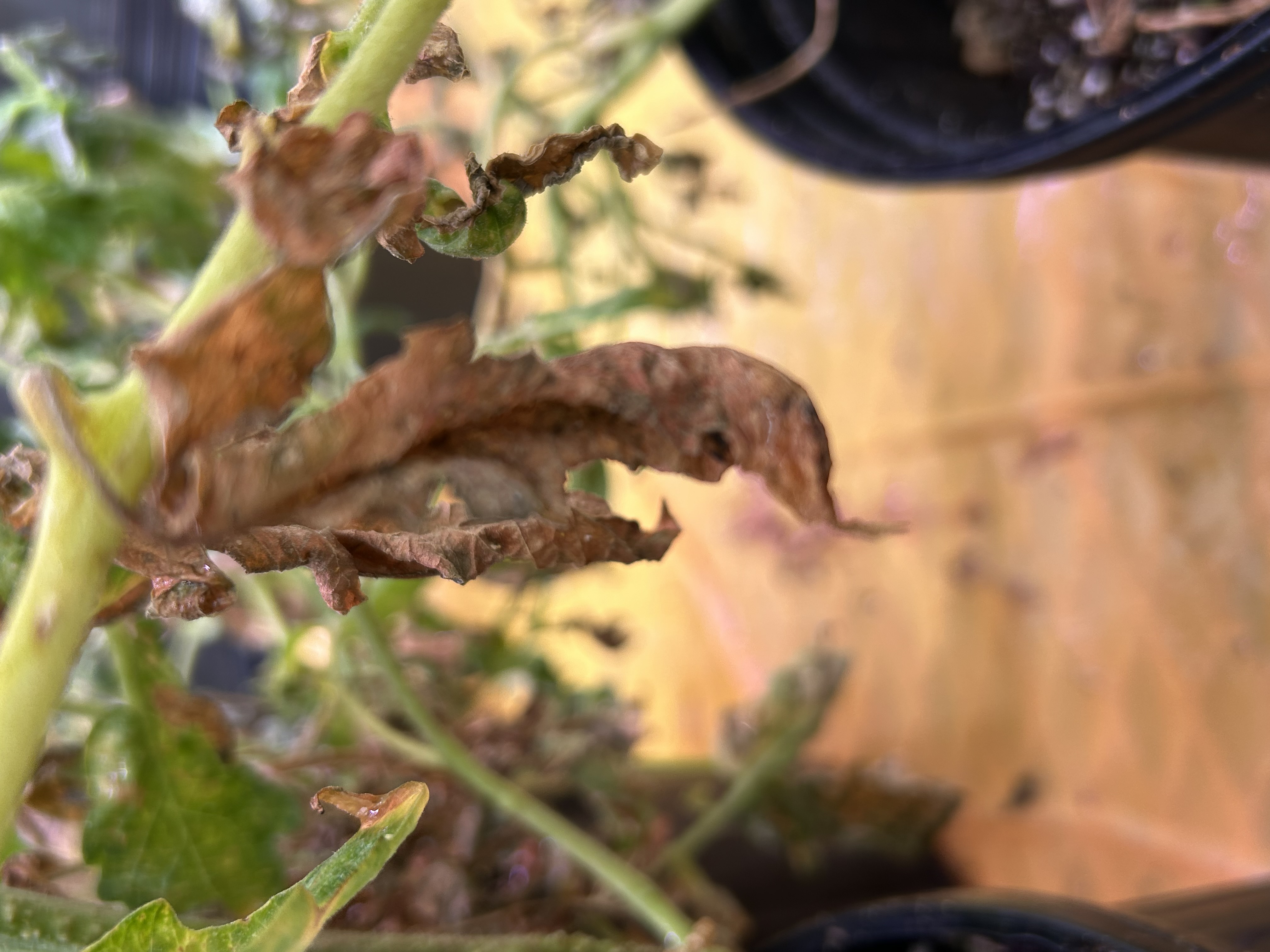 Annotation Group Disease Plant Instance Segmentation Model by Kalon Jones Workspace