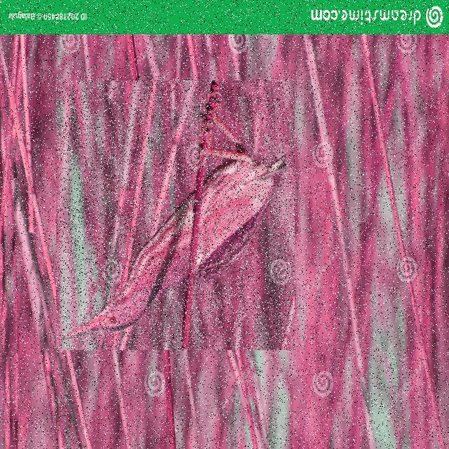 Birds Object Detection Model By Bird
