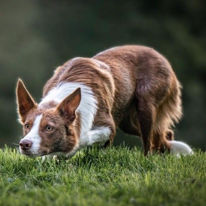 dog Object Detection Dataset by Bird