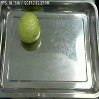 Guava Object Detection Dataset and Pre-Trained Model by VietNam Fruit ...