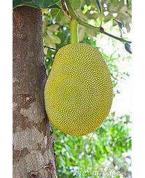 Jackfruit Object Detection Model by VietNam Fruit in Lab