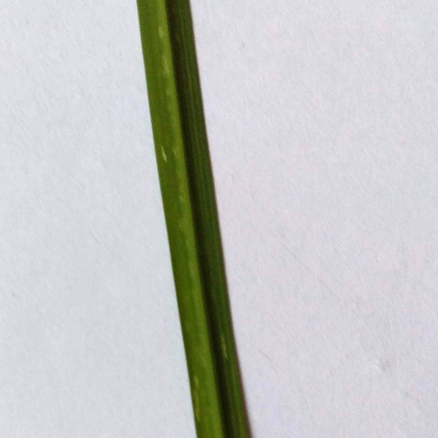 Paddy Leaf Disease Object Detection Model by PSM1