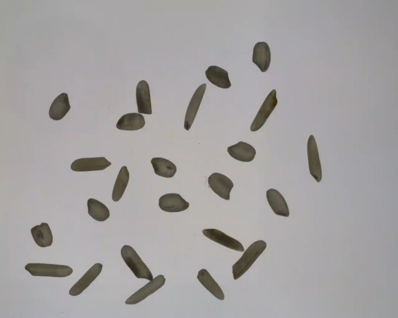 Rice Detector Object Detection Dataset And Pre Trained Model By Asia Pacific University Of