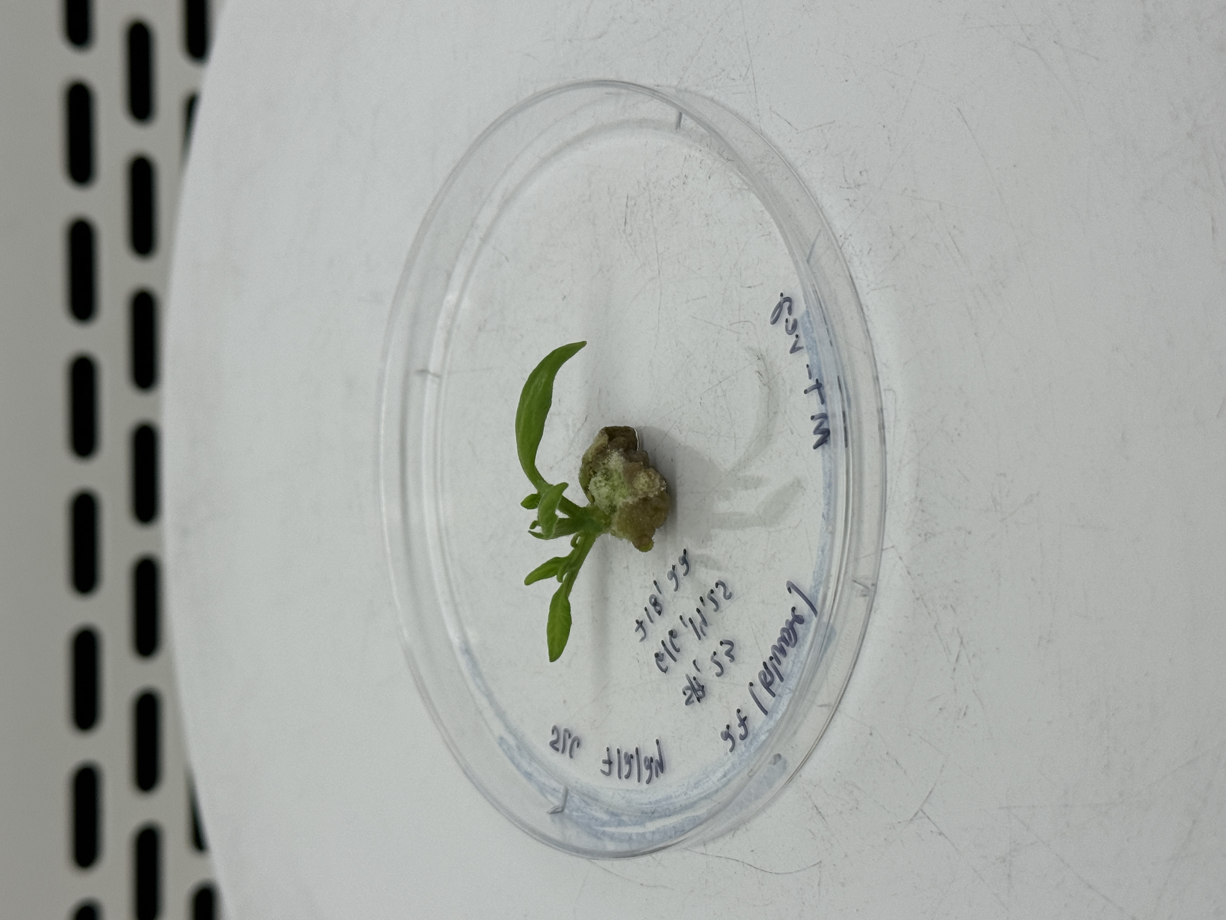 callus Computer Vision Dataset by plants