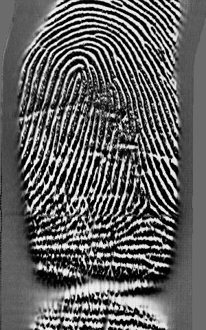 seal Object Detection Dataset and Pre-Trained Model by yulin