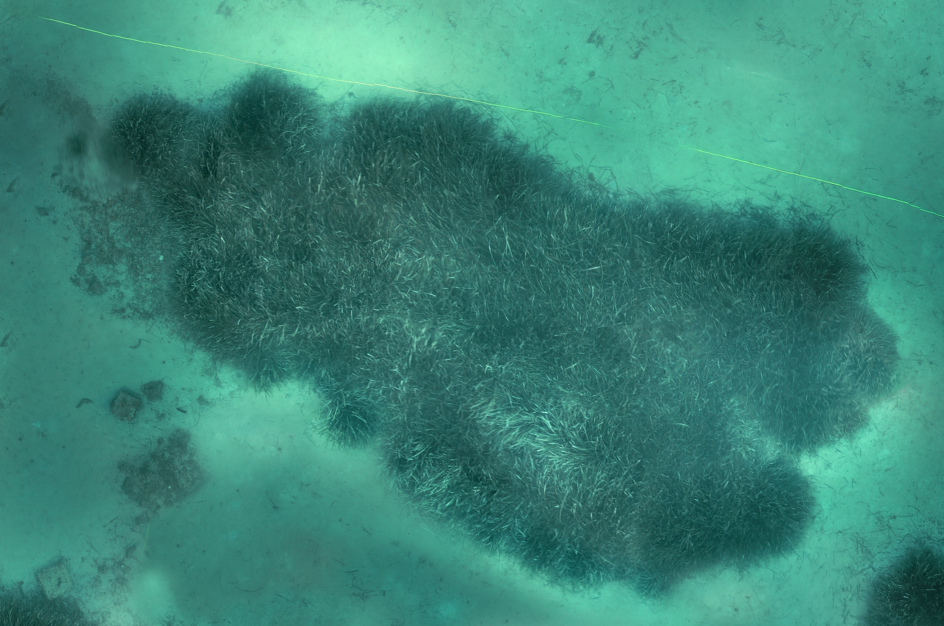 Mosaic_posidonia Instance Segmentation Dataset by Posidonia