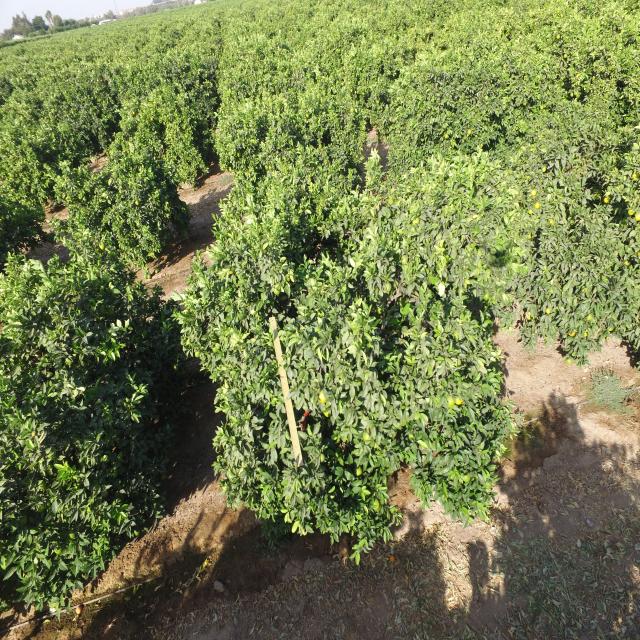 Orange fruit Object Detection Dataset by Ana Poz