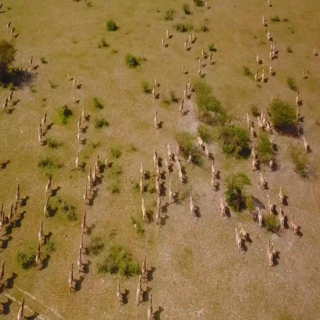 Zebra images Object Detection Dataset by Wild Animals Datasets