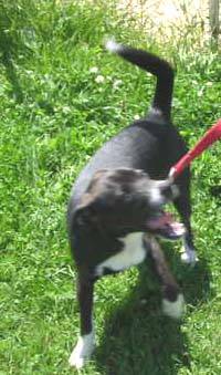 Cat-Dog Classification Classification Model by ltvc0110