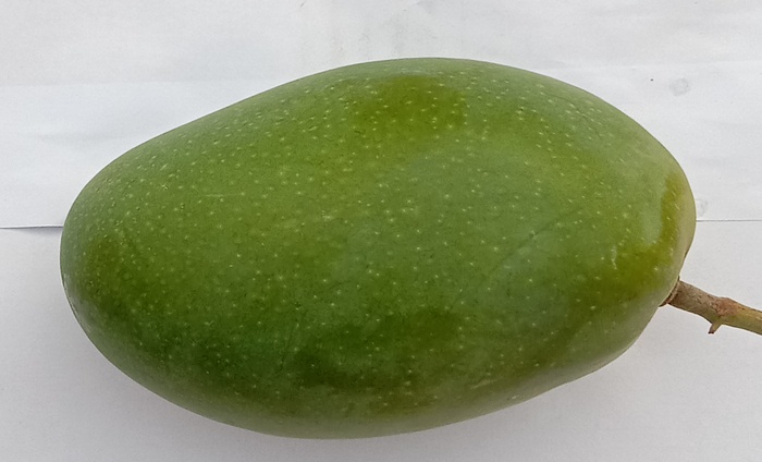 All Mango only Object Detection Dataset by Jude Maaron Aventura