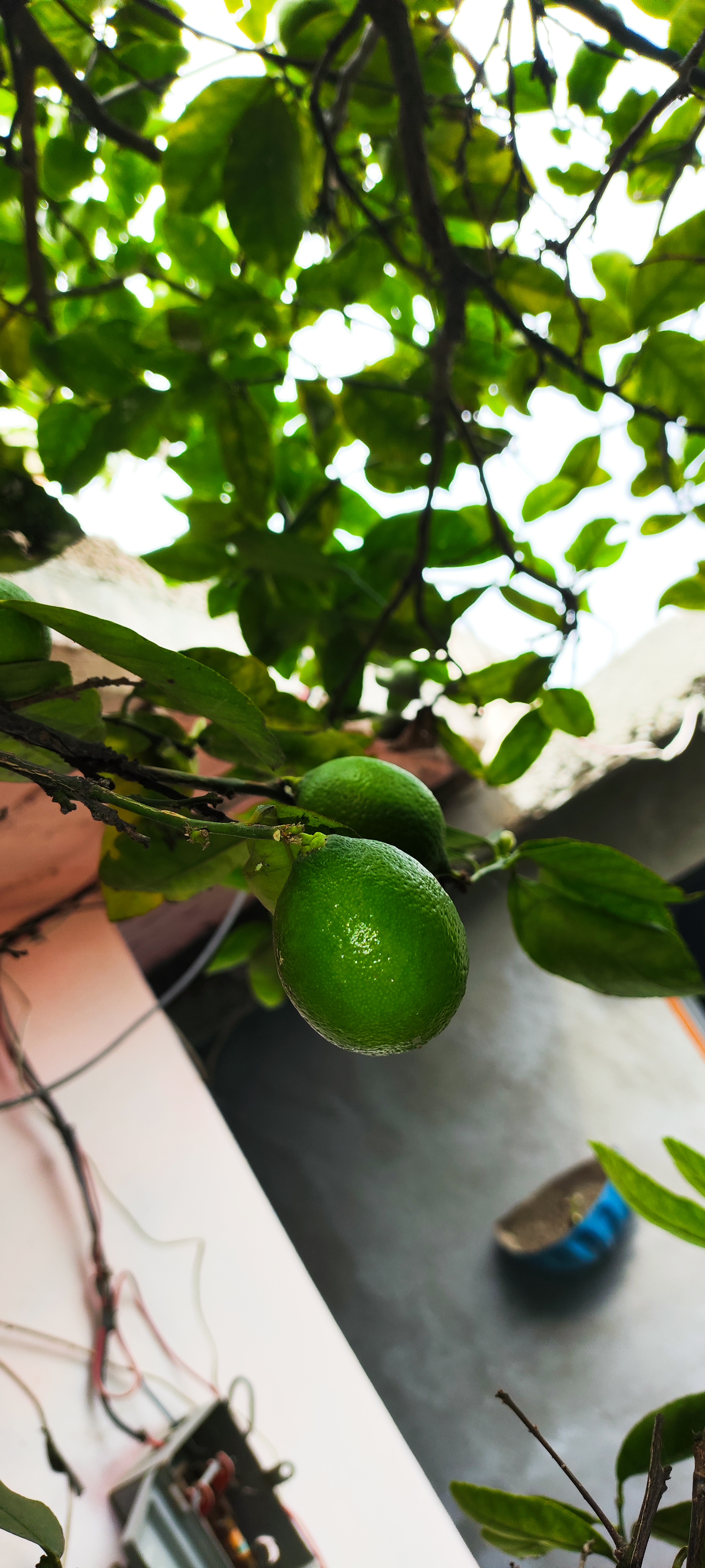 Lemon Detection Object Detection Dataset by Salavi