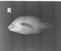 Fish Identification (fish-identification-api9y) - Roboflow Universe