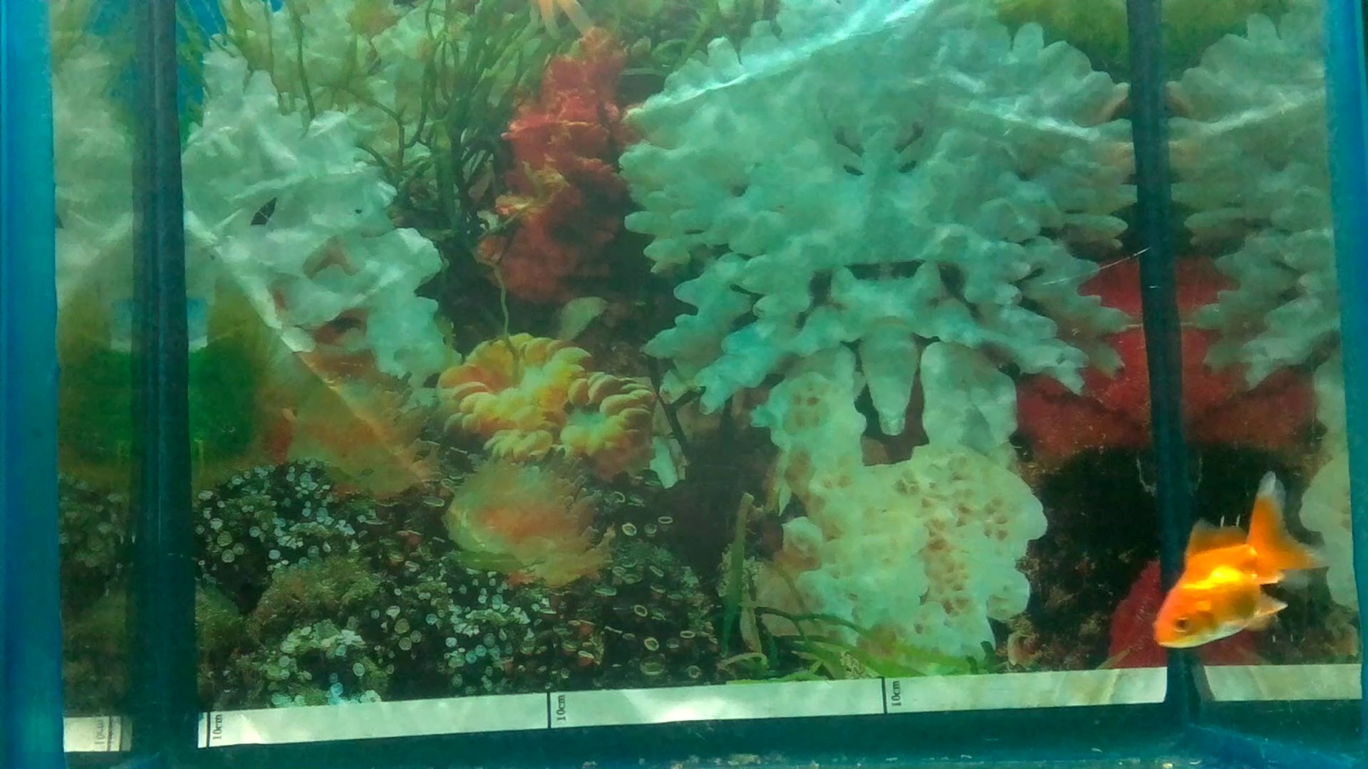 GOLD FISH Object Detection Dataset by new-workspace-sr05y