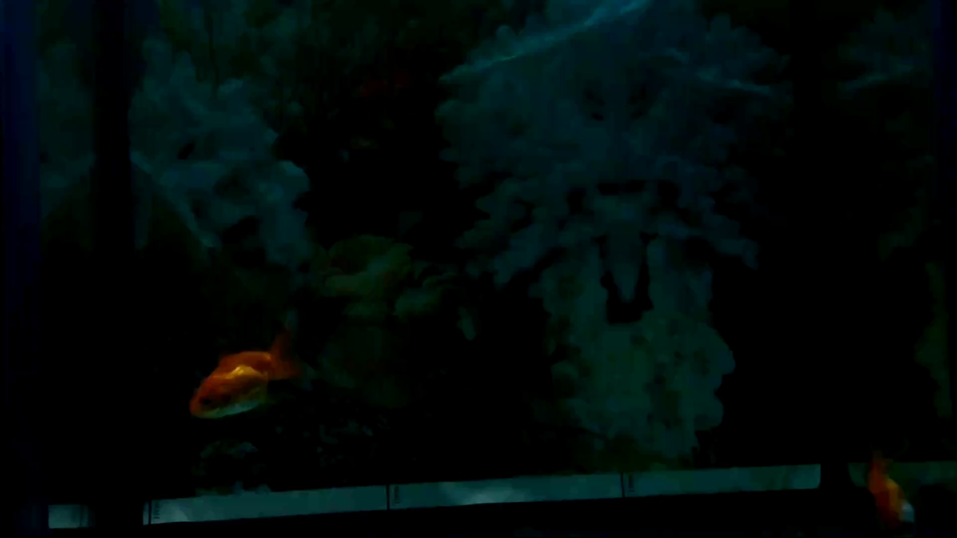 GOLDFISH Object Detection Dataset by new-workspace-sr05y