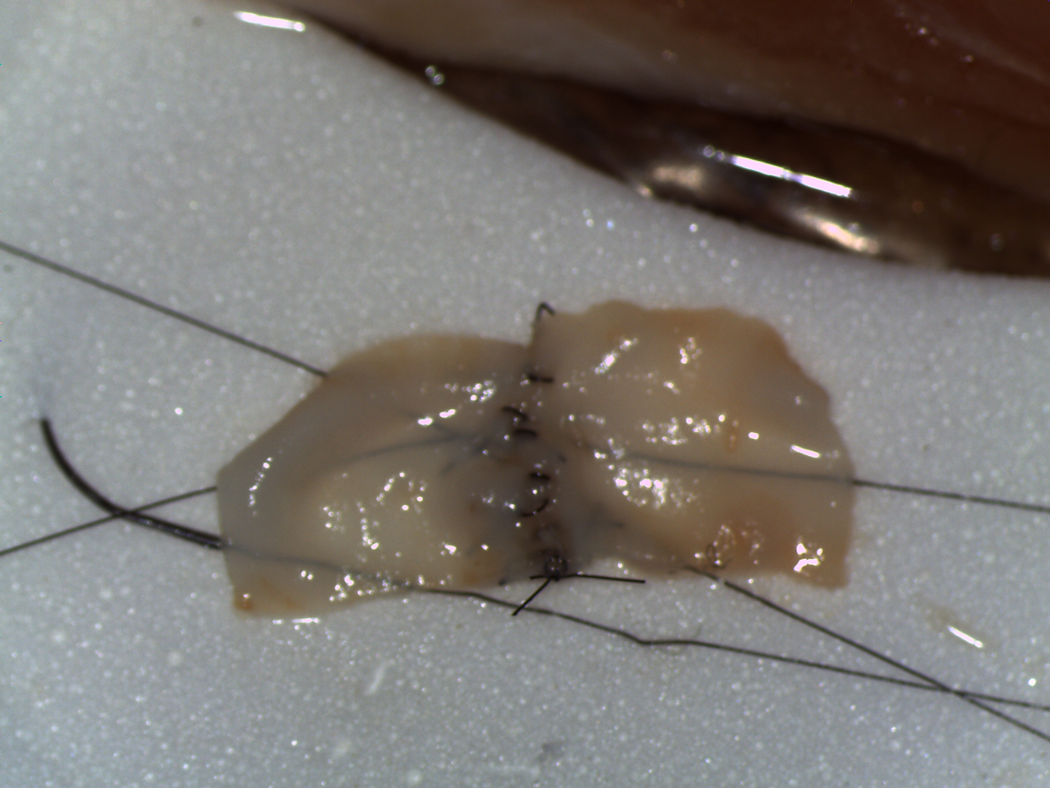 ALI_Test Instance Segmentation Dataset by Luyintest