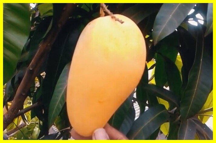 Mango Detection Object Detection Dataset And Pre Trained Model By Vader