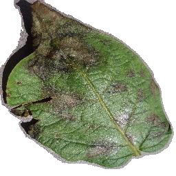 potato_images Classification Dataset by Navya