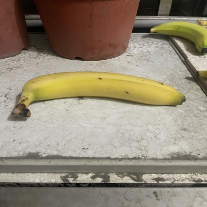 Banana Object Detection Dataset by universe