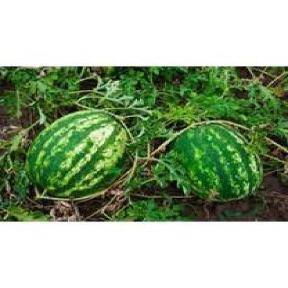 WaterMelon Object Detection Dataset by universe