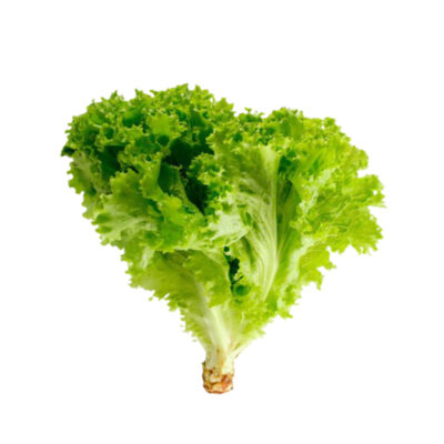 entrenamiento lechugas - Roboflow Universe