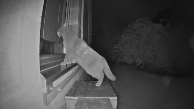 luna cat Object Detection Dataset by Levi Friedrich