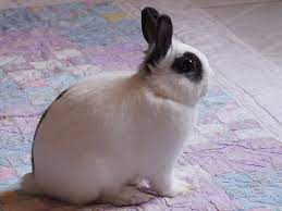 Rabbit Object Detection Dataset by Keawalin