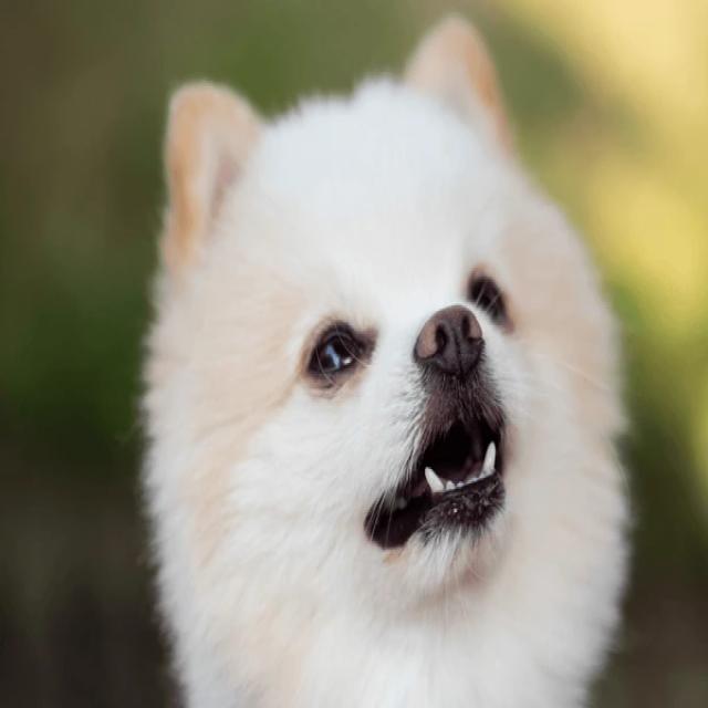 Kaagle Dog Emotion Object Detection Dataset by machinevisionproject