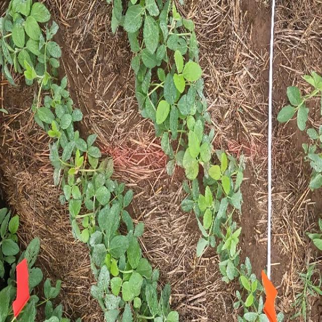 soybean_weeds Instance Segmentation Dataset and Pre-Trained Model by Weeds