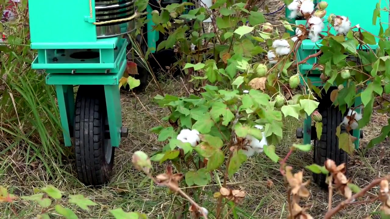 Cotton Object Detection Dataset By Cotton