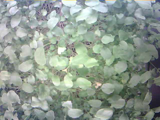 6th version-06-02-2024 Instance Segmentation Dataset by Smart Farm