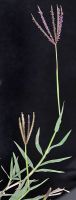 weed identification Object Detection Dataset by smartweed by bldeacet