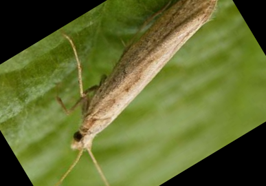 Pest Vision Major Object Detection Dataset by Pest Vision Major New