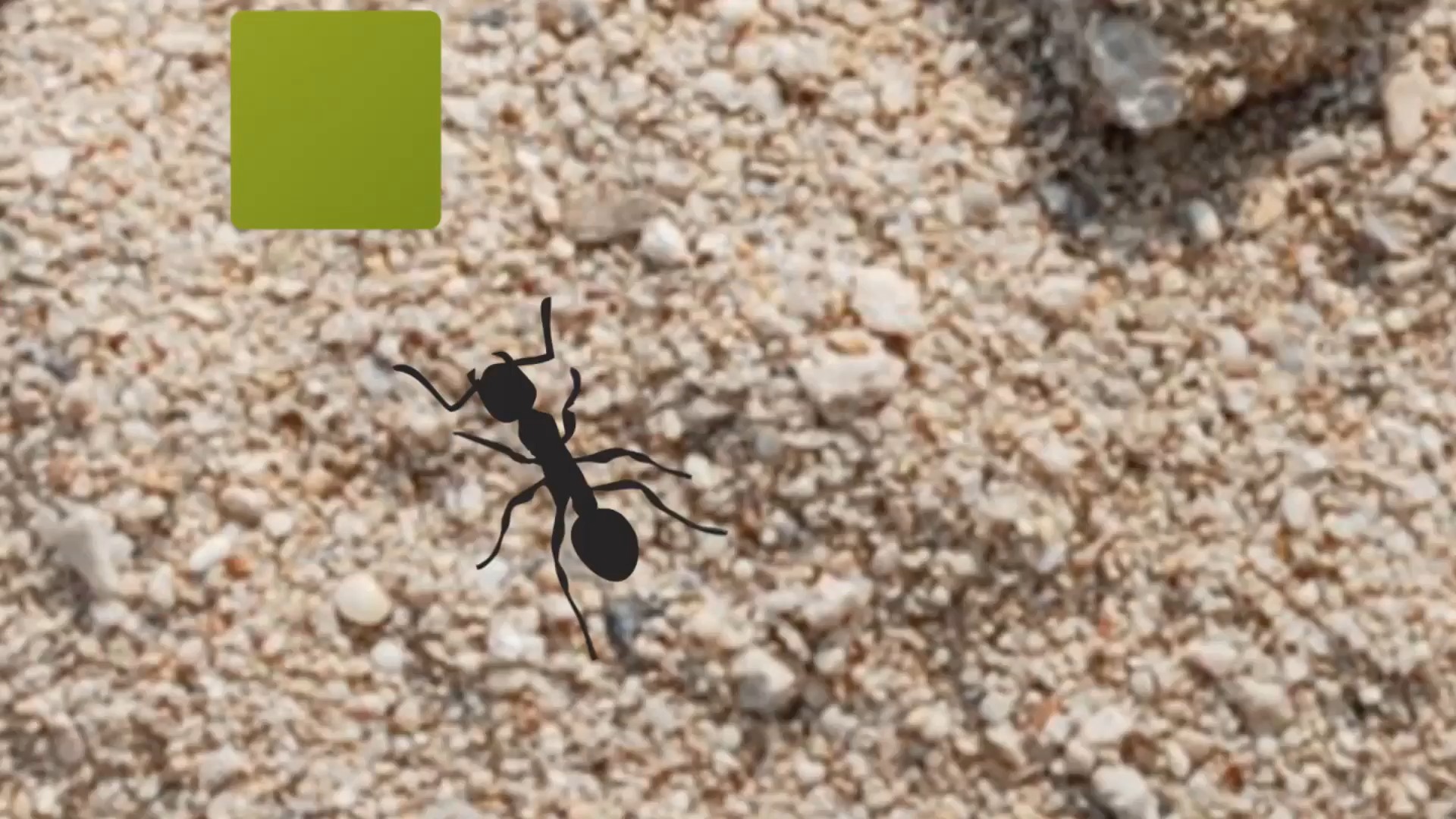 Ants Species Detection (Actual) Classification Dataset and Pre-Trained ...