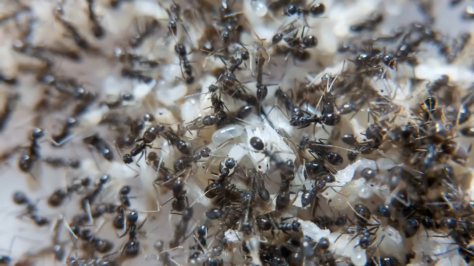 Ants Species Detection (Actual) Classification Dataset by test