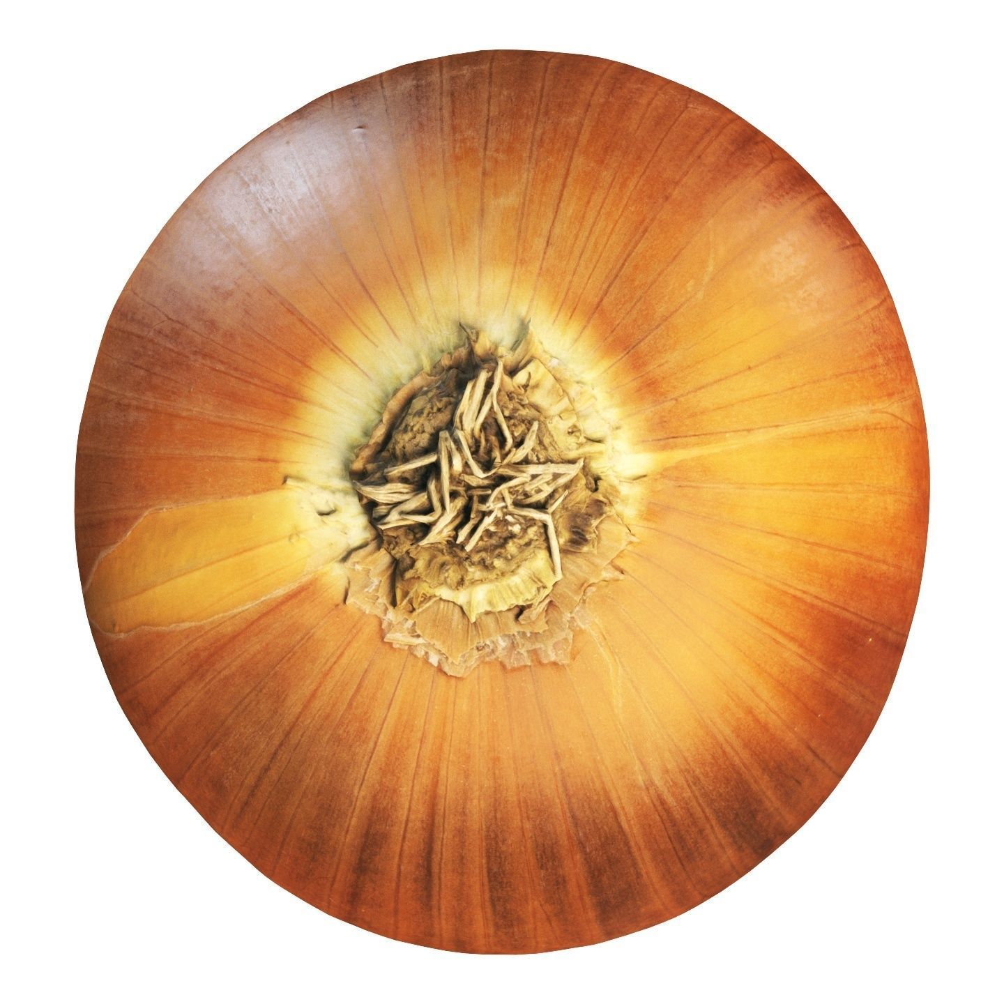 onion Object Detection Dataset by IngredientModel