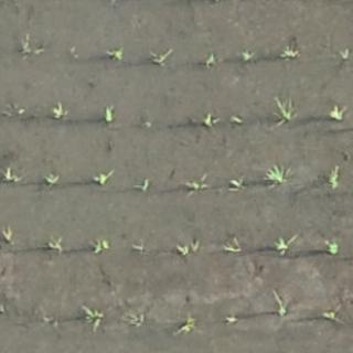 UAV Open Dataset of Rice Paddies Semantic Segmentation Model by PES