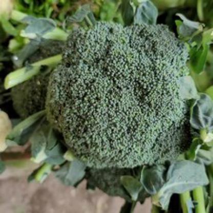 broccoli Object Detection Dataset by newgenprogrammerx