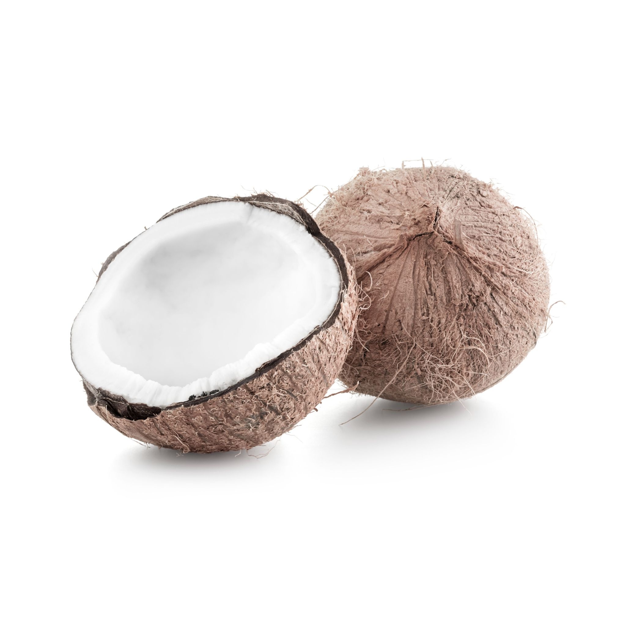 Coconut Object Detection Dataset By Talov