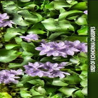 purple dank Object Detection Dataset and Pre-Trained Model by test weeds