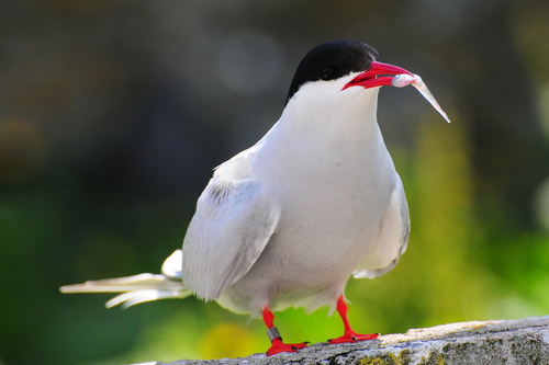 birds classification Classification Dataset by NEFU