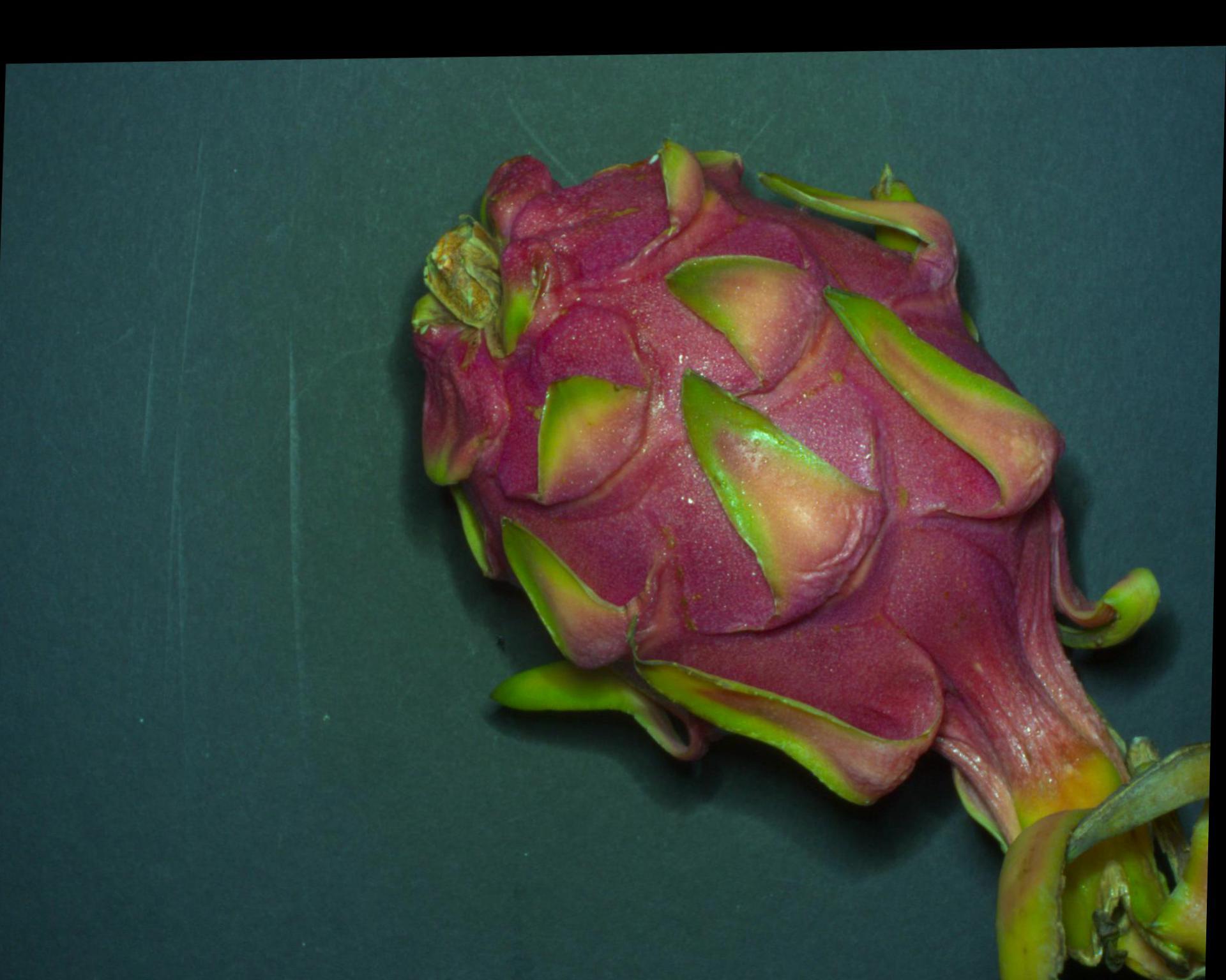 Extra Dragon Fruit Dataset Object Detection Dataset By Dragon Fruit