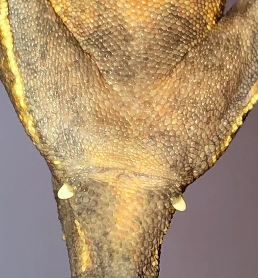 sex predictor Classification Dataset by spike