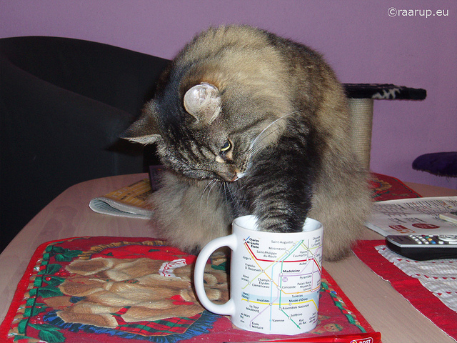 COCO Dataset Object Detection Dataset by asd