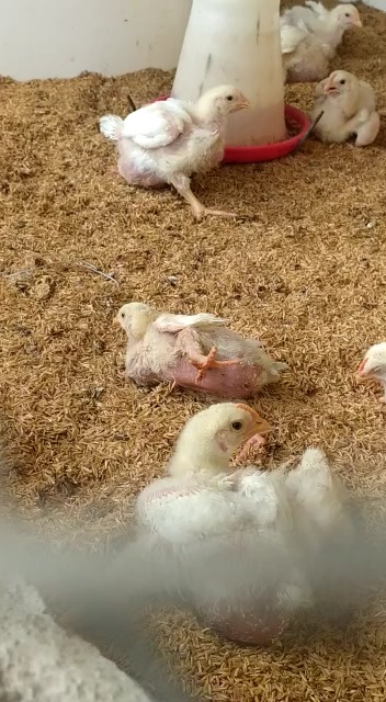 Chicken Detection Object Detection Dataset And Pre Trained Model By