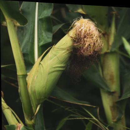 class corn Classification Model by corn