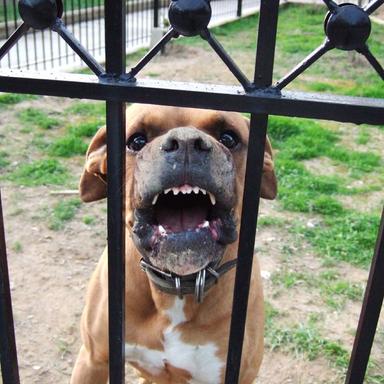 Dog emotion detection Object Detection Dataset by Abhishek