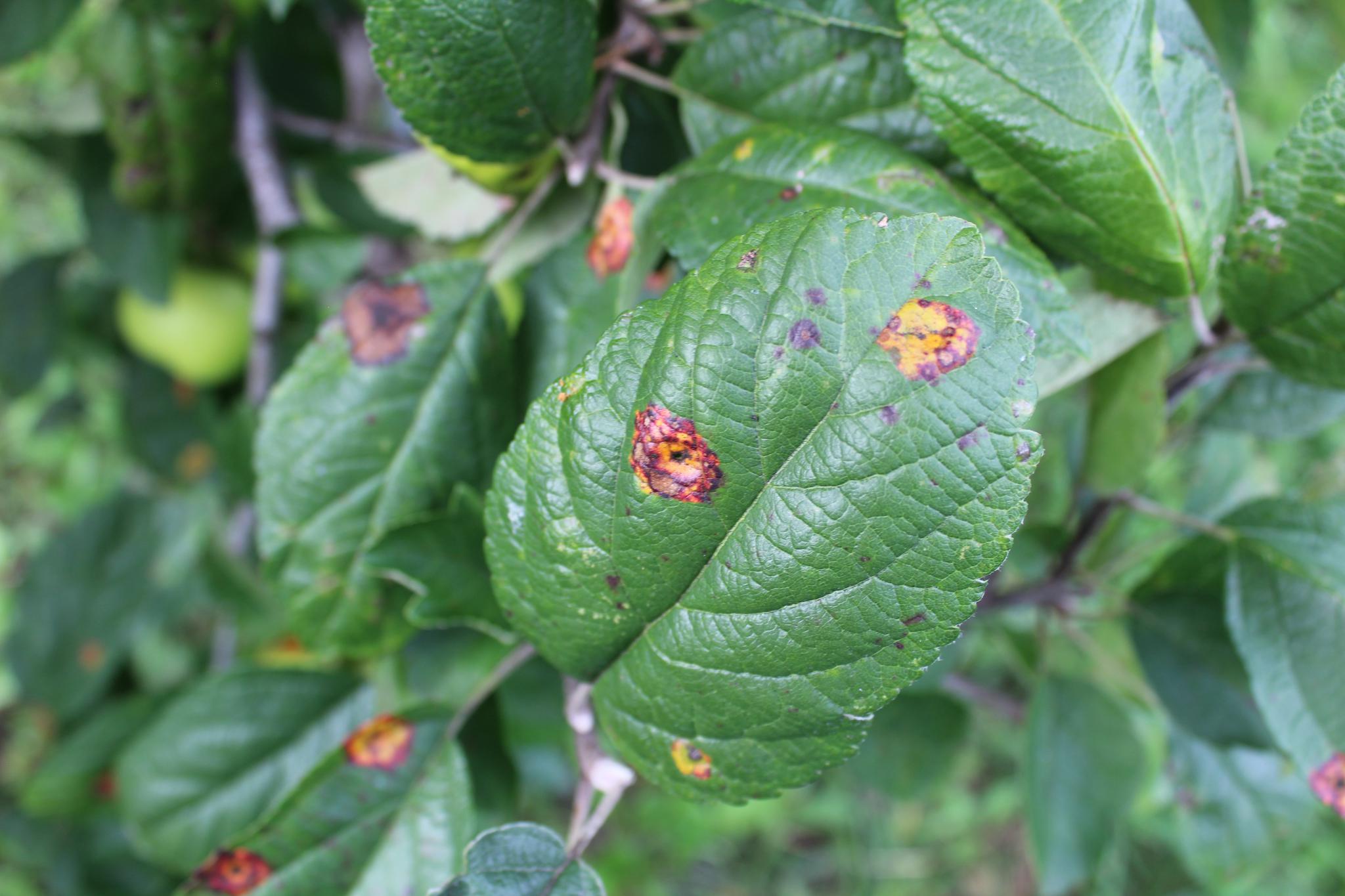 Apple Leaf Detection Object Detection Dataset And Pre Trained Model By