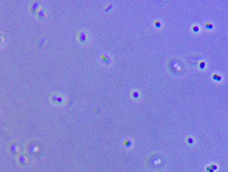 Maxim Maxim Ctdwa Roboflow Universe